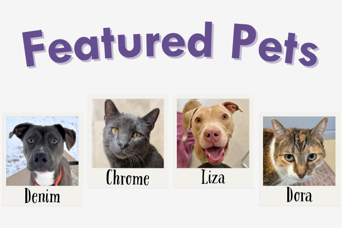 Featured Pets: Denim, Chrome, Liza, Dora - Humane Society of Jefferson ...