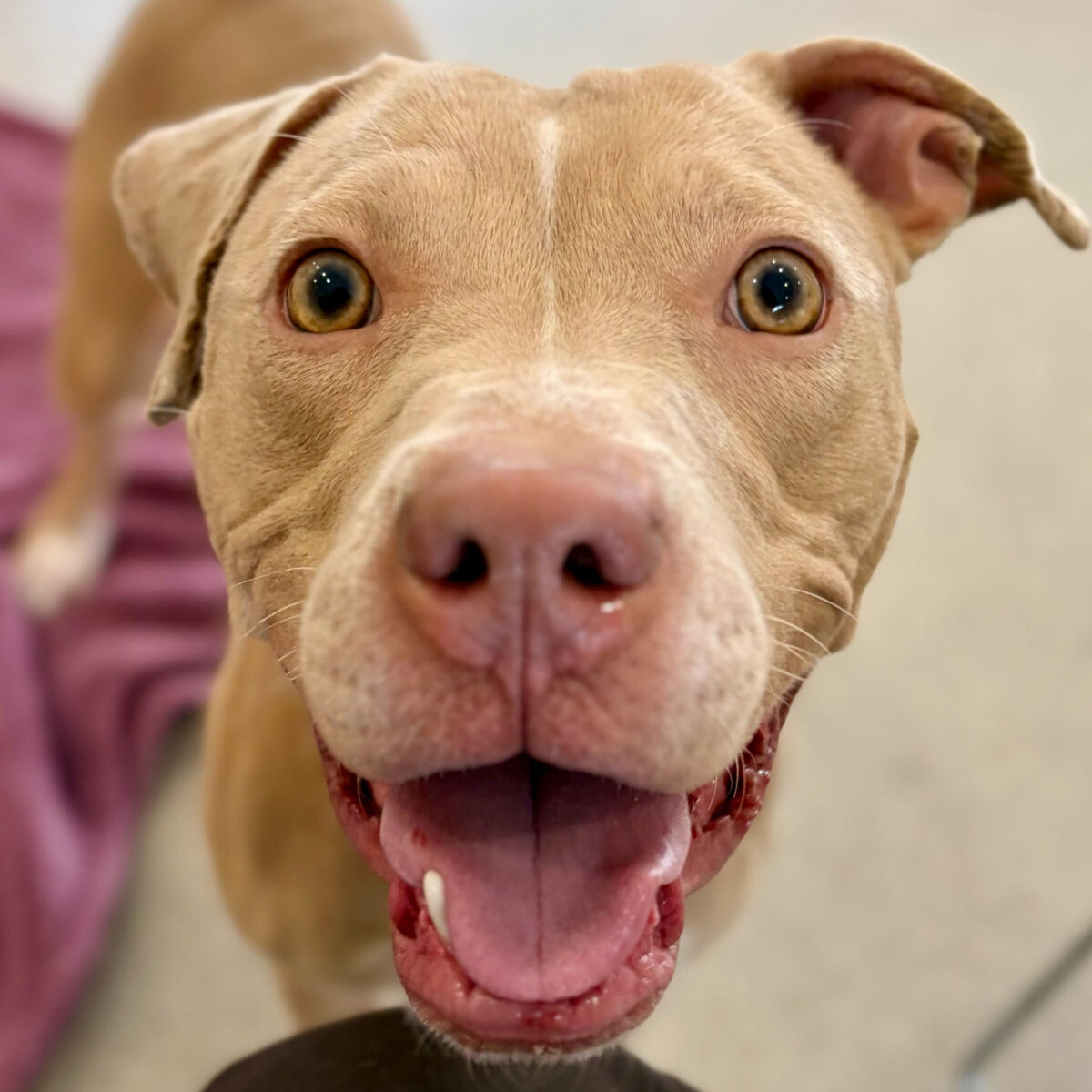 Featured Pets: Denim, Chrome, Liza, Dora - Humane Society of Jefferson ...