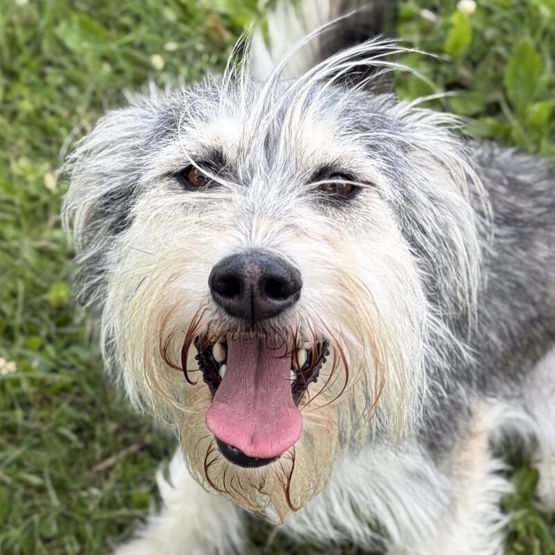 Featured Pets: Jeanie, Mango, Ricky, Sher Khan - Humane Society of ...